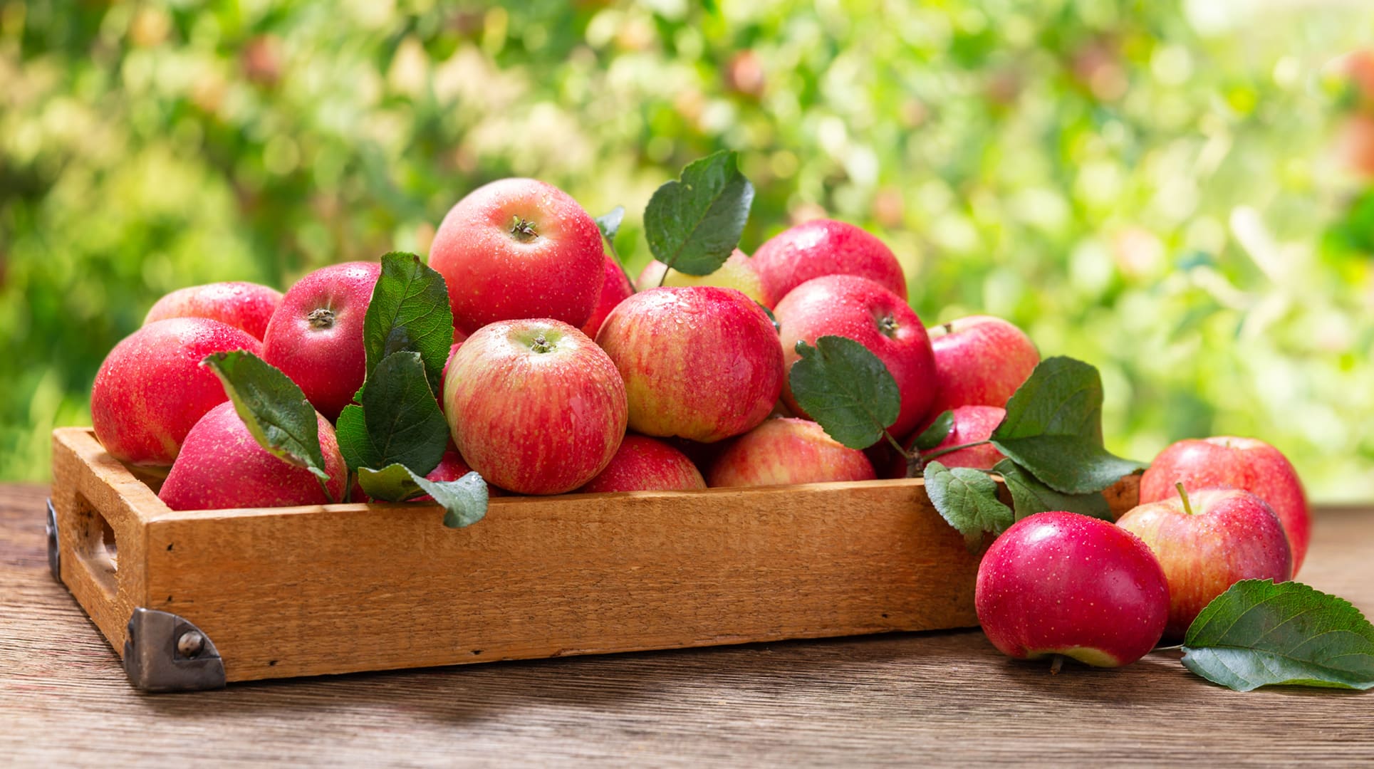 Apple Days Logo Contest | Historic Bethlehem Museums & Sites